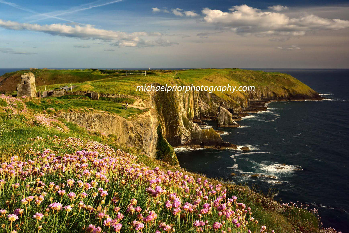 Flowers at the Oldhead | Michael Prior Photography
